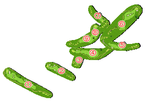 Golf Club at Roddy Ranch()のゴルフ場コースガイド - Shot Naviゴルフ場ガイド