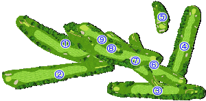 Thendara Golf Club()のゴルフ場コースガイド - Shot Naviゴルフ場ガイド