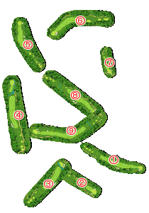 Treyburn Country Club()のゴルフ場コースガイド - Shot Naviゴルフ場ガイド