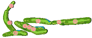 Wigwam Country Club Blue Course()のゴルフ場コースガイド - Shot Naviゴルフ場ガイド
