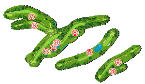 Wisp Resort Fantasy Valley Golf Course()のゴルフ場コースガイド - Shot Naviゴルフ場ガイド