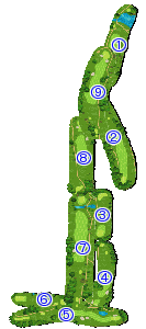 Springvale Golf Course()のゴルフ場コースガイド - Shot Naviゴルフ場ガイド