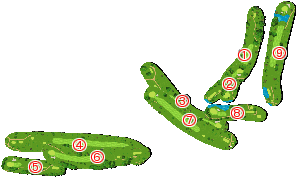 Oak Run Public Golf Course - Dahinda()のゴルフ場コースガイド - Shot Naviゴルフ場ガイド