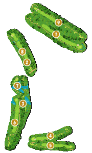 Pass Christian Isles Golf Club()のゴルフ場コースガイド - Shot Naviゴルフ場ガイド