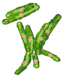 Round Hill Club(海外)のゴルフ場コースガイド - Shot Naviゴルフ場ガイド