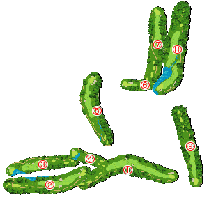 Southern Trace Country Club(海外)のゴルフ場コースガイド - Shot Naviゴルフ場ガイド